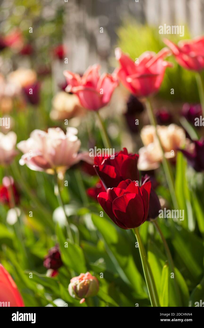 Mixed color tulip hi-res stock photography and images - Alamy
