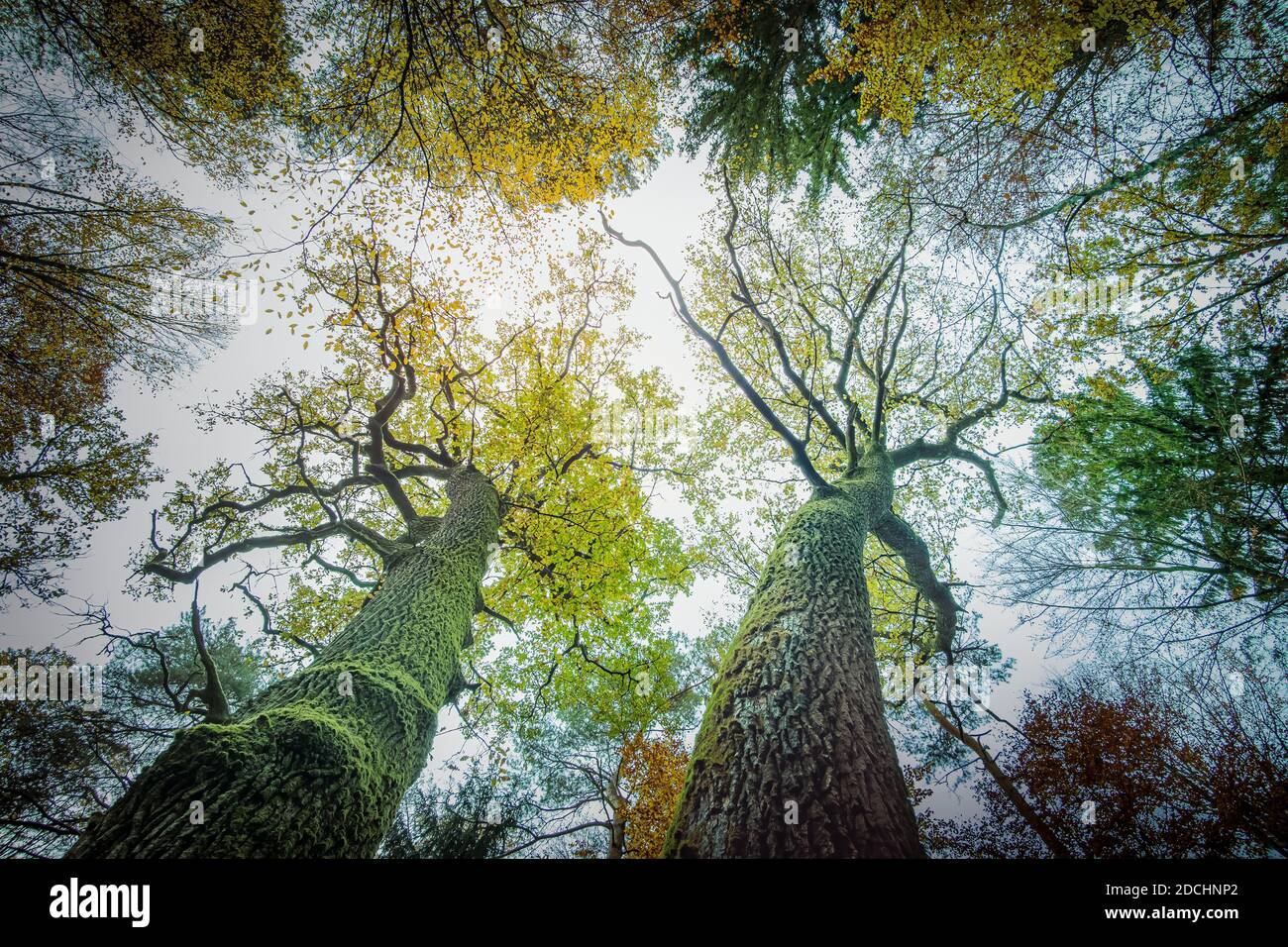 autumn trees in lemon colours white sky, lemon fall Stock Photo - Alamy