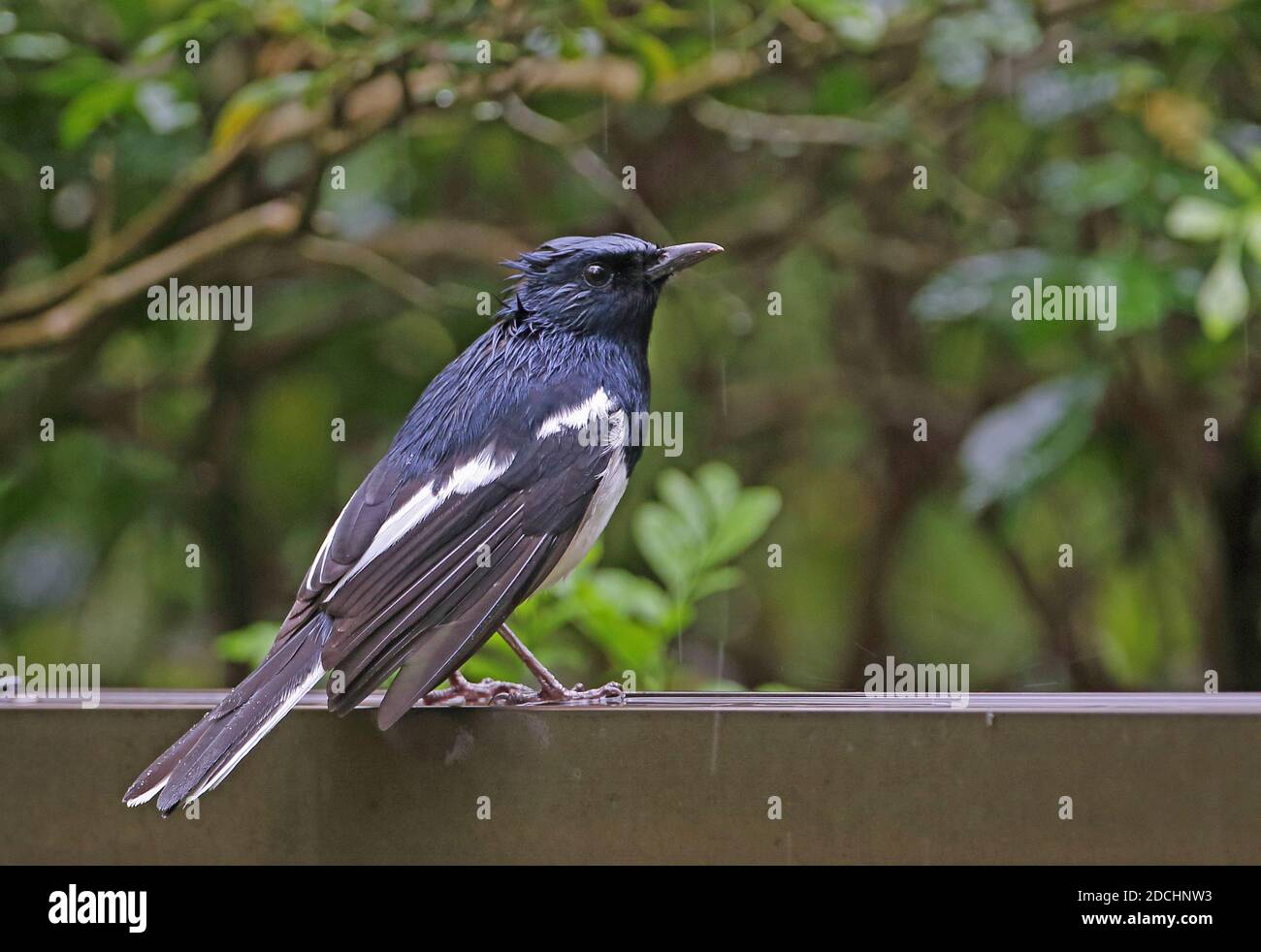 Oriental Magpie-robin (Copsychus saularis saularis) adult male perched ...