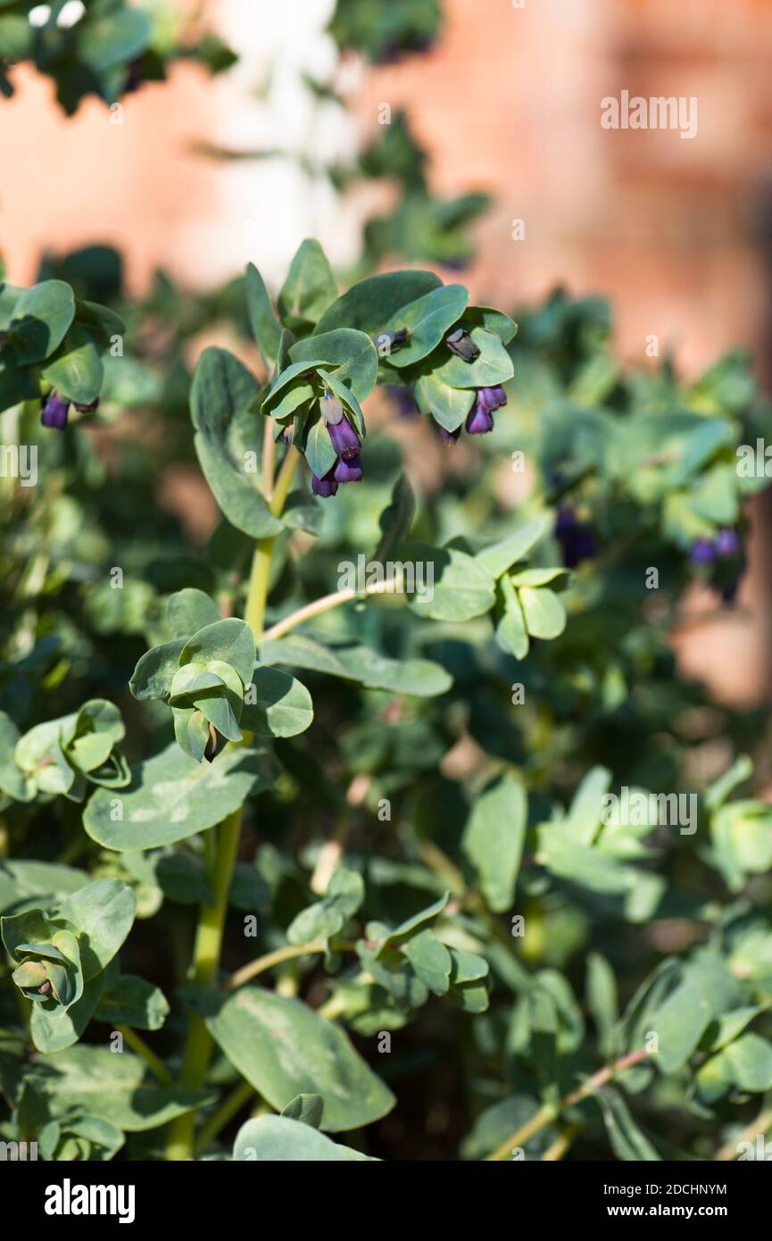 Honeywort hi-res stock photography and images - Alamy
