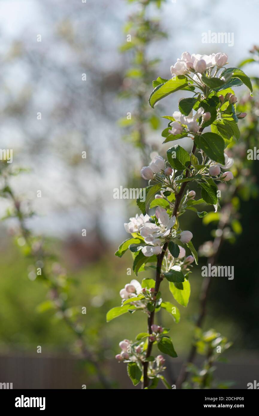 Apple, Malus domestica ‘Red Devil’ blossom on a young tree in spring ...