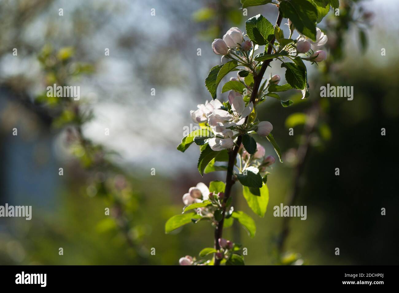Devil tree hi-res stock photography and images - Alamy