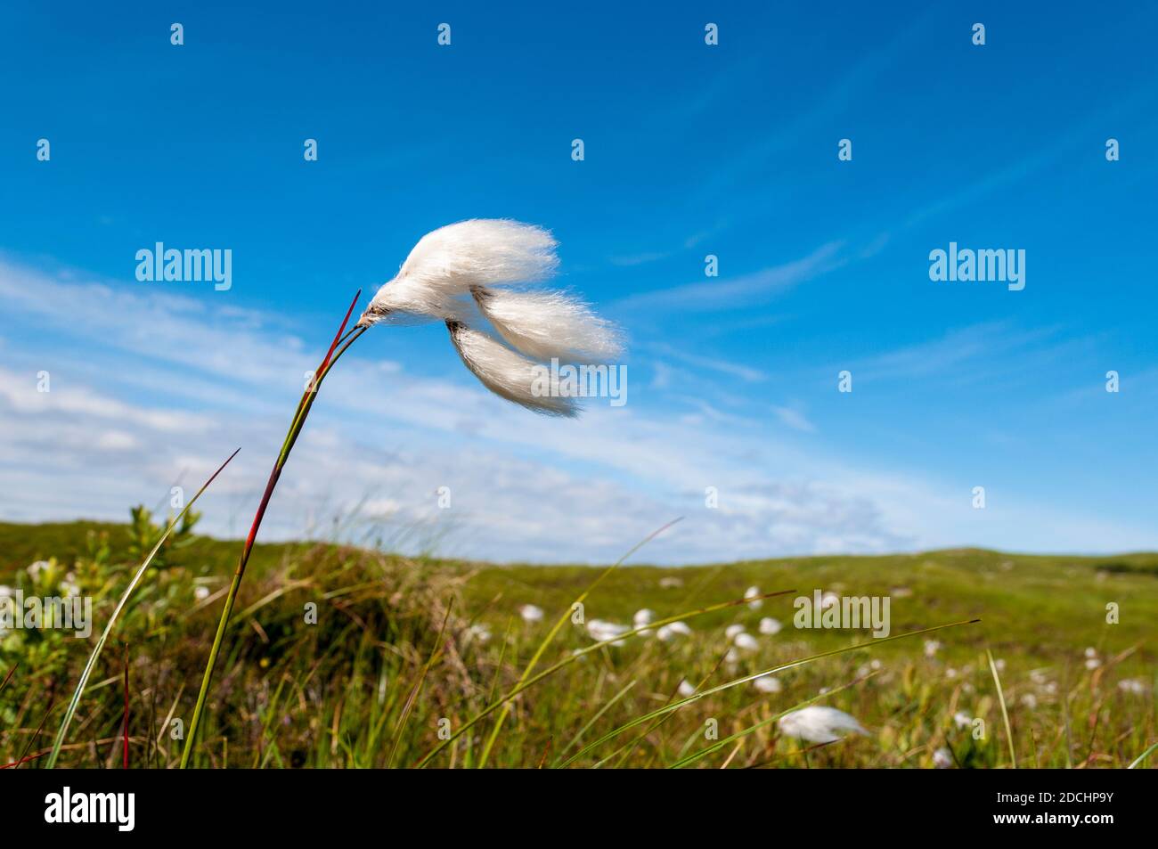 Tufts of cotton hi-res stock photography and images - Alamy