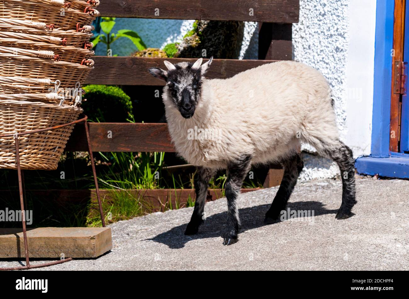A lamb of the rare breed Boreray sheep in the village of Drumbeg ...