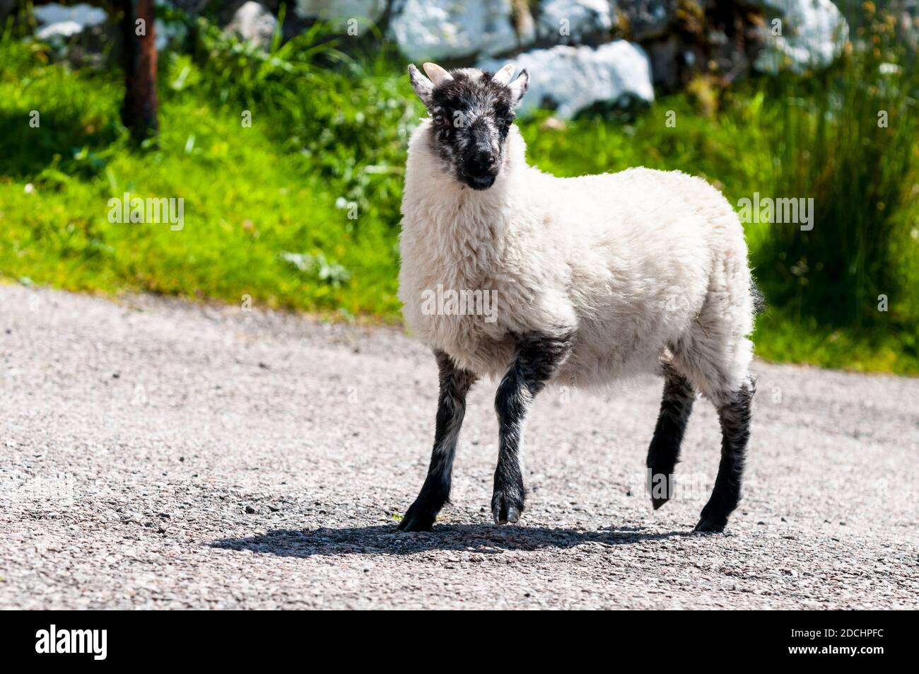 Boreray sheep hi-res stock photography and images - Alamy
