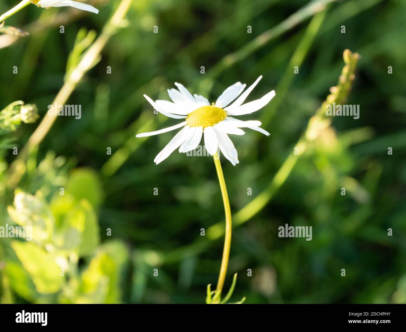 Close up of a Common Daisy Stock Photo - Alamy