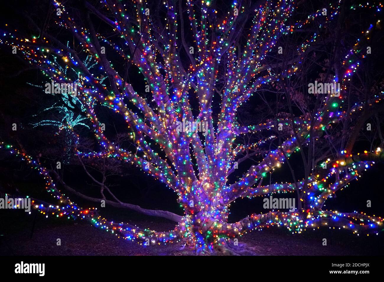 Beautiful tree with branches decorated in colorful lights Stock Photo ...