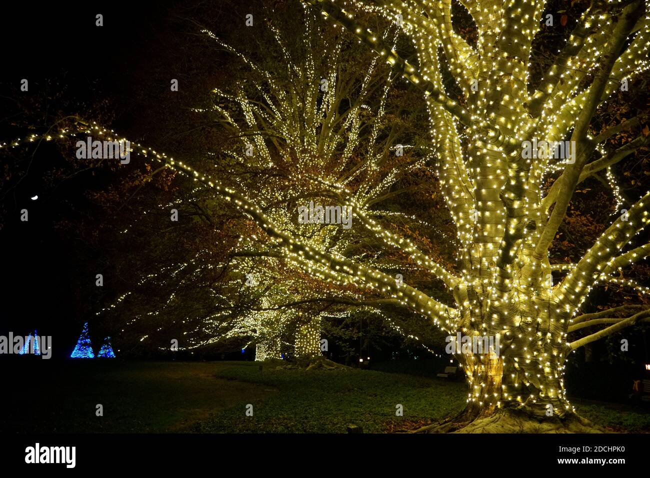 Beautiful tree with branches decorated in yellow lights Stock Photo - Alamy