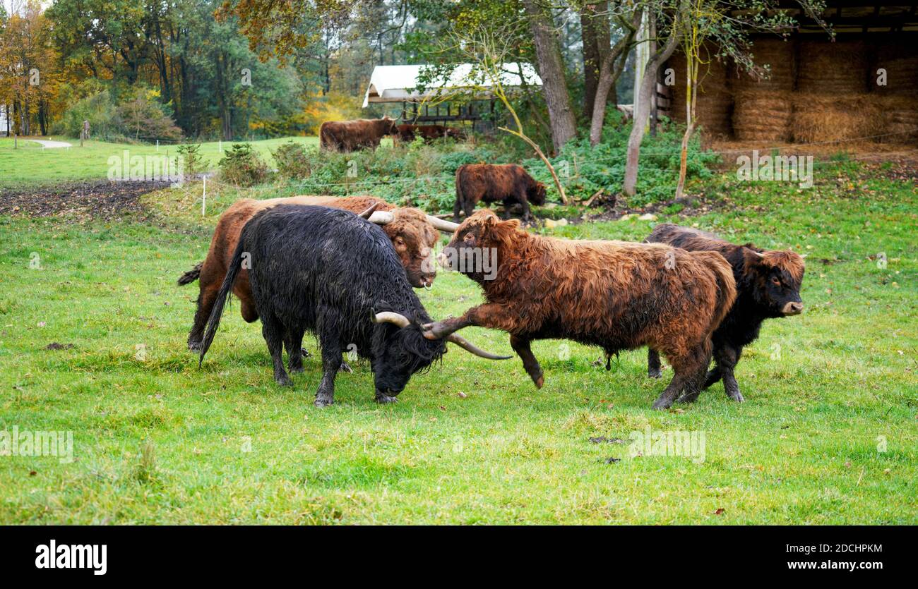 A cattle fighting at a grass field Stock Photo - Alamy