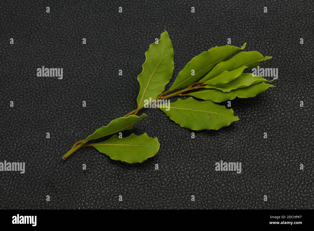 Green laurel leaves on the branch - for cooking Stock Photo - Alamy