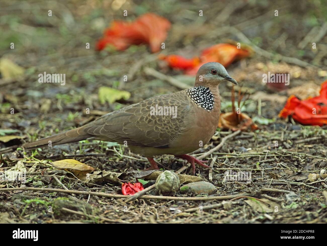 Spotted Dove (Streptopelia chinensis chinensis) adult on ground with ...
