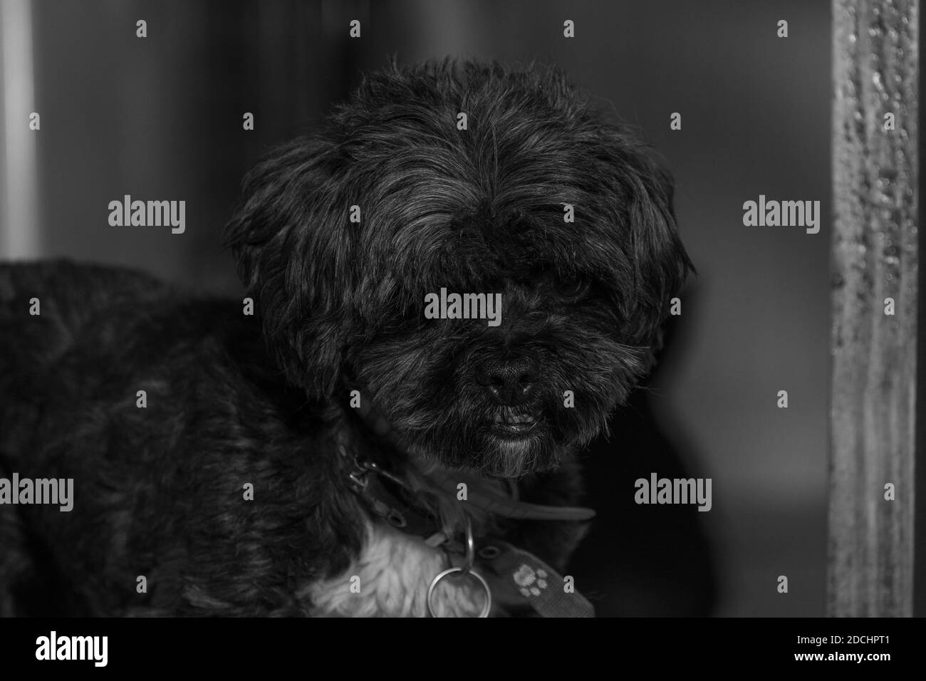 A closeup of a cute black pet dog looking outside through a window ...