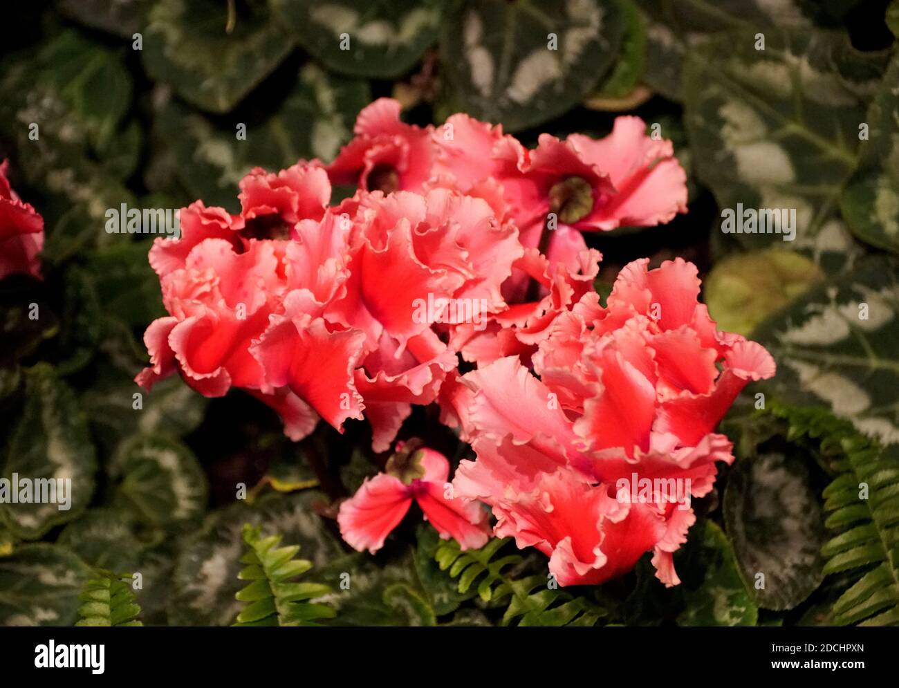 Beautiful pink Cyclamen 'Fantasia Deep Rose' flowers Stock Photo - Alamy