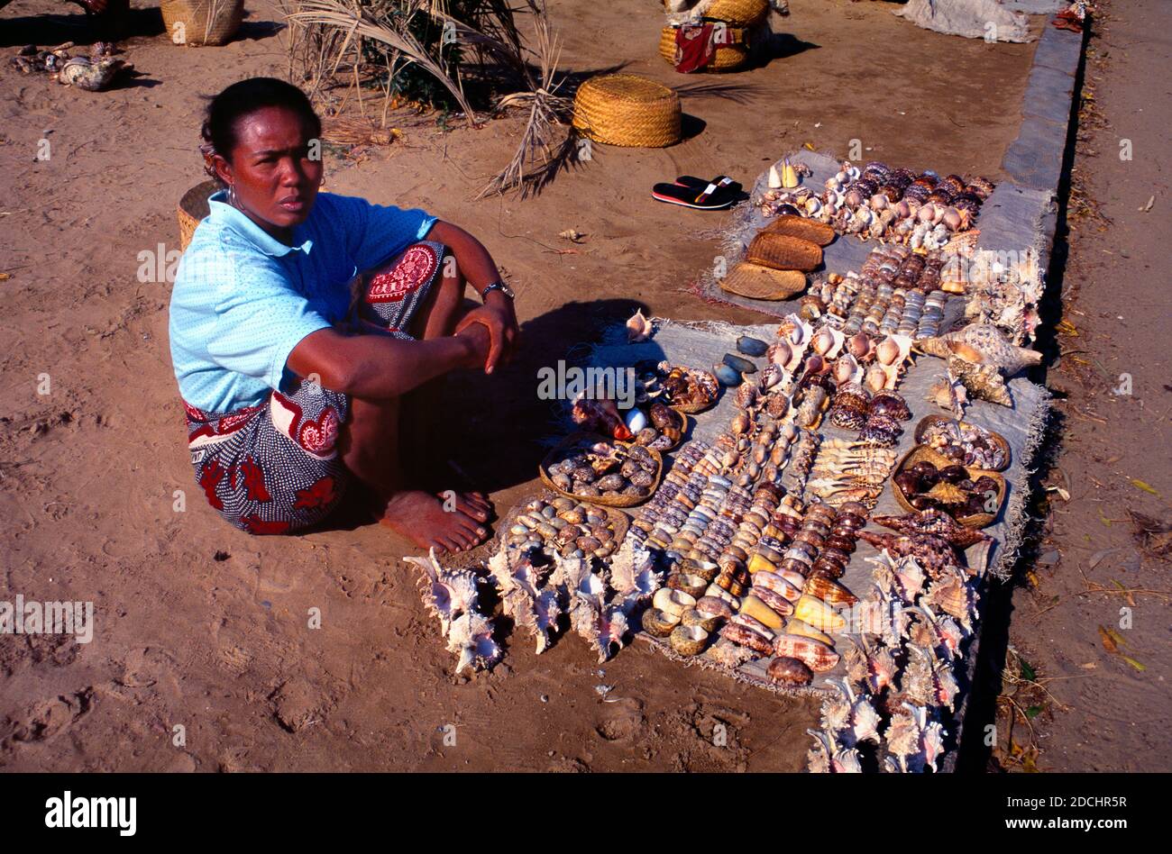 Display shells hi-res stock photography and images - Alamy