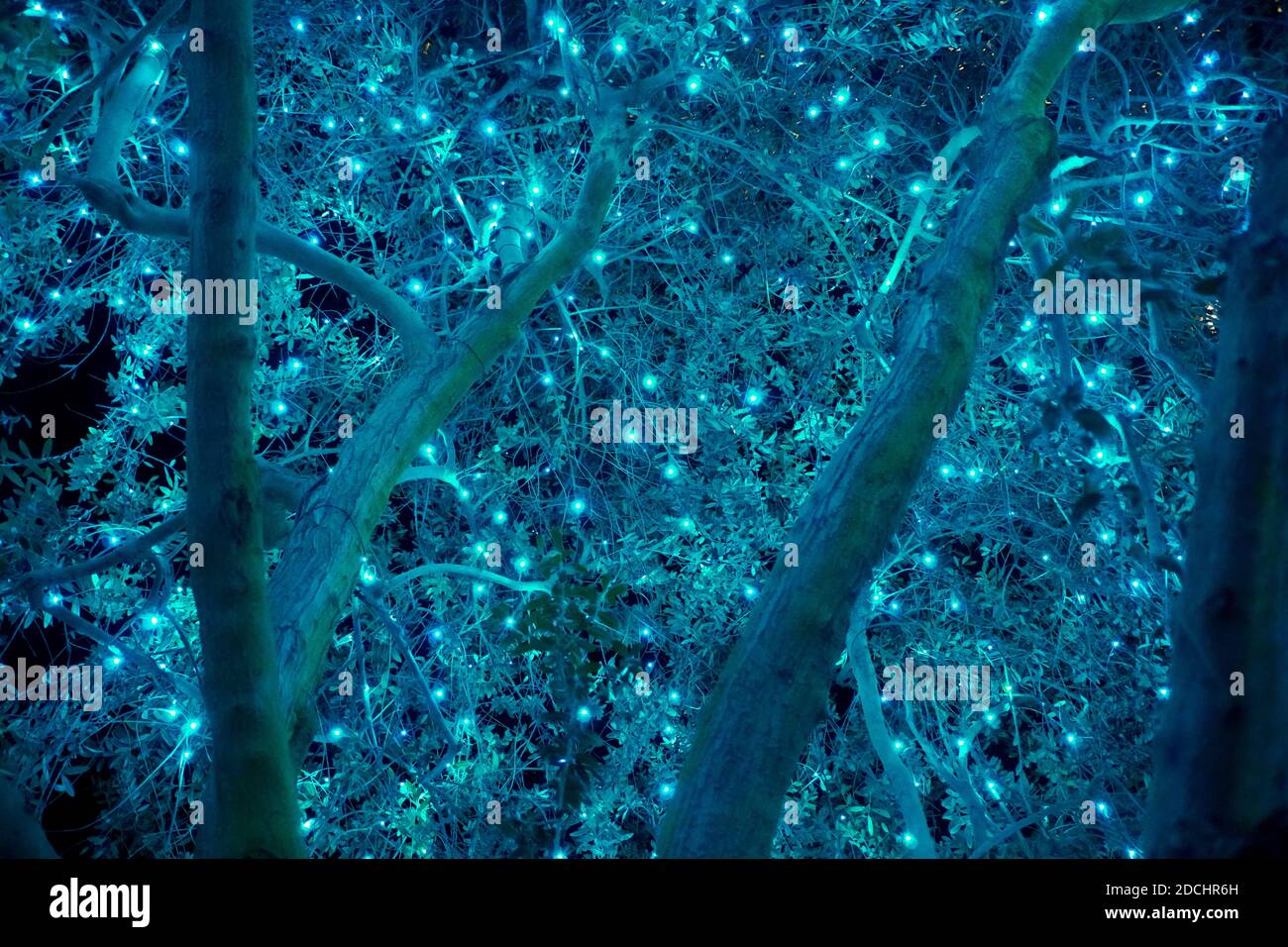 An olive tree decorated with blue string lights for the holiday Stock ...