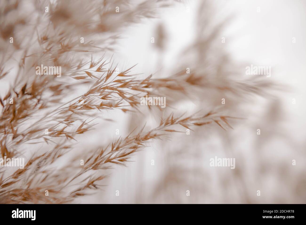 Pampas grass outdoor in light pastel colors. Dry Stock Photo - Alamy