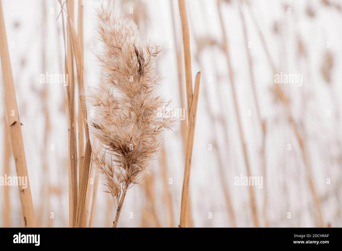 Pampas grass outdoor in light pastel colors. Dry Stock Photo - Alamy
