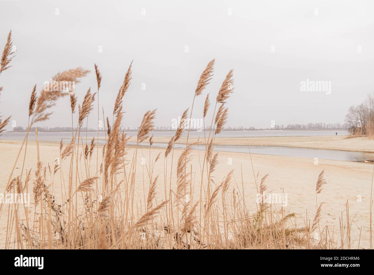 Pampas grass outdoor in light pastel colors. Dry Stock Photo - Alamy
