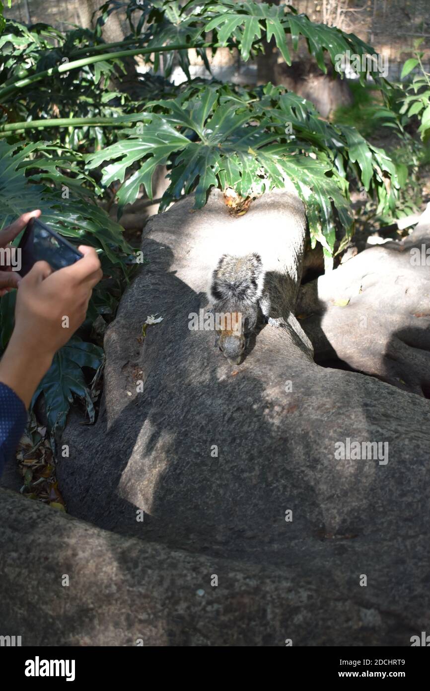 A vertical shot of a gopher and a person taking photos of it Stock ...