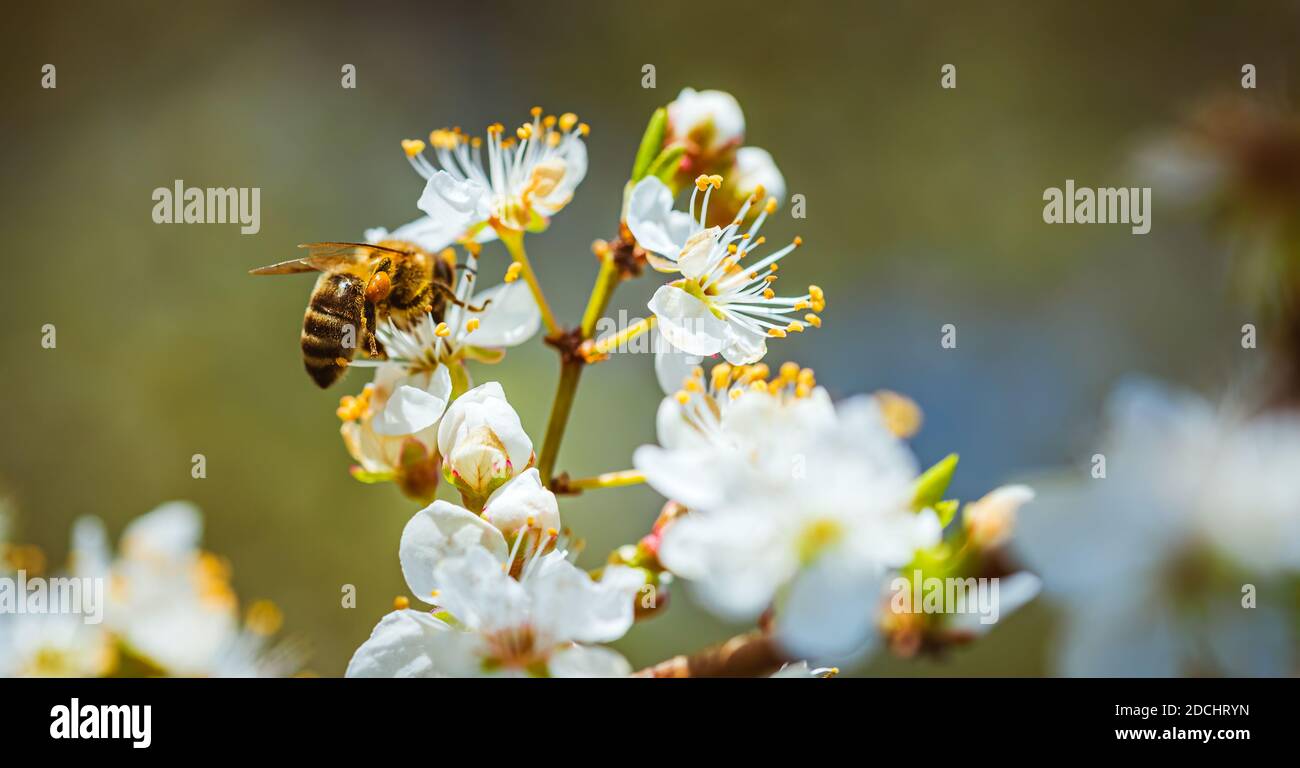 Closeup of a Honey Bee gathering nectar and spreading pollen on white ...