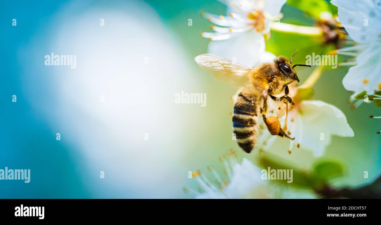 Closeup of a Honey Bee gathering nectar and spreading pollen on white ...