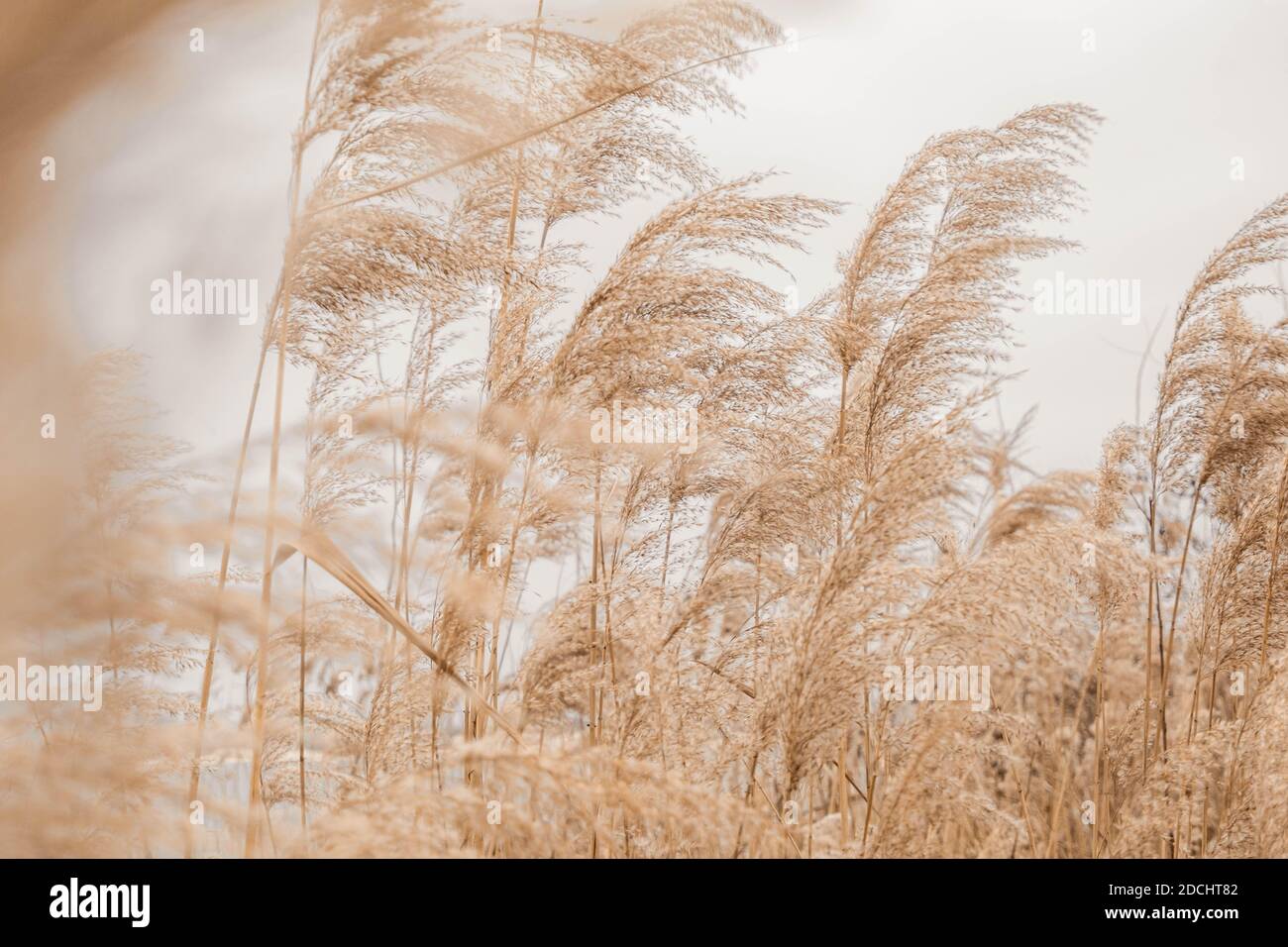Pampas grass outdoor in light pastel colors. Dry Stock Photo - Alamy