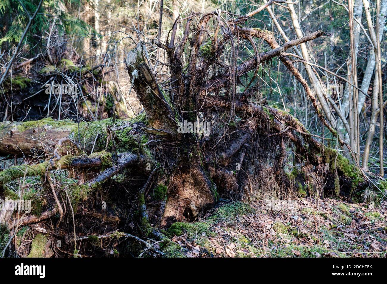 forest bushes in spring sunny day without leaves. natural texture chaos ...