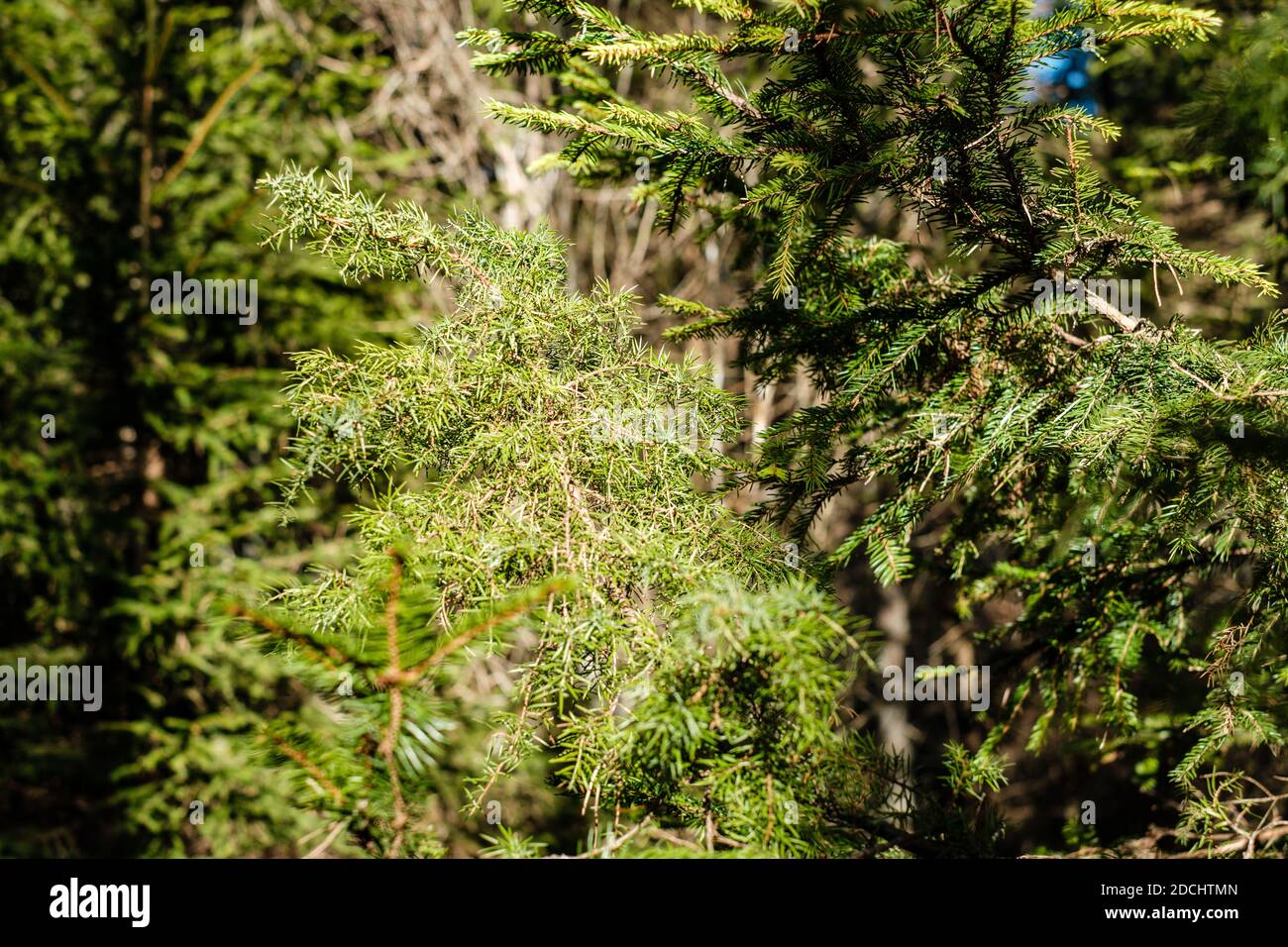 forest bushes in spring sunny day without leaves. natural texture chaos ...