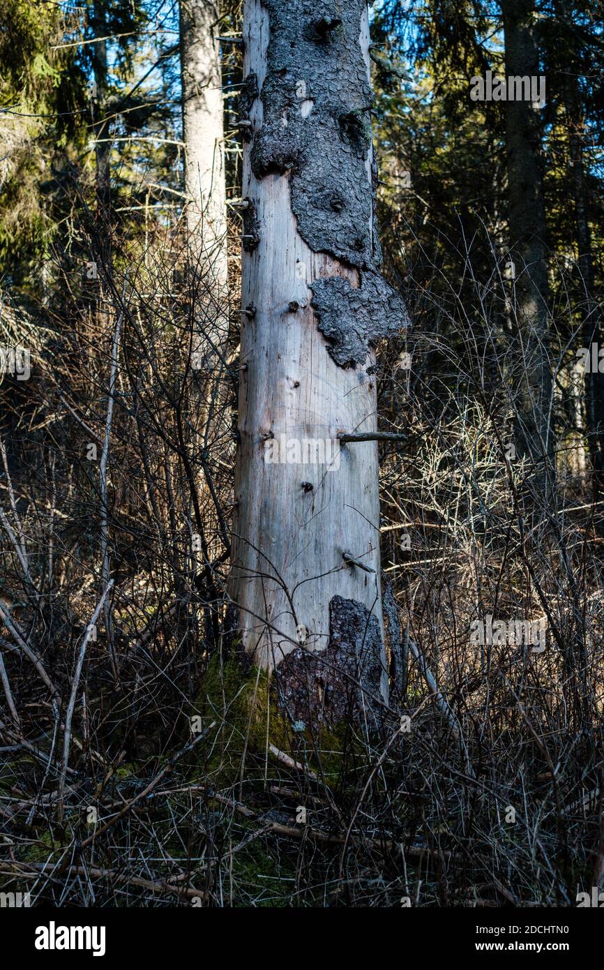 forest bushes in spring sunny day without leaves. natural texture chaos ...