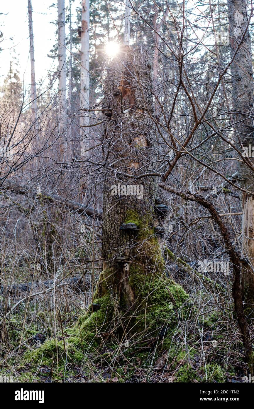 forest bushes in spring sunny day without leaves. natural texture chaos ...