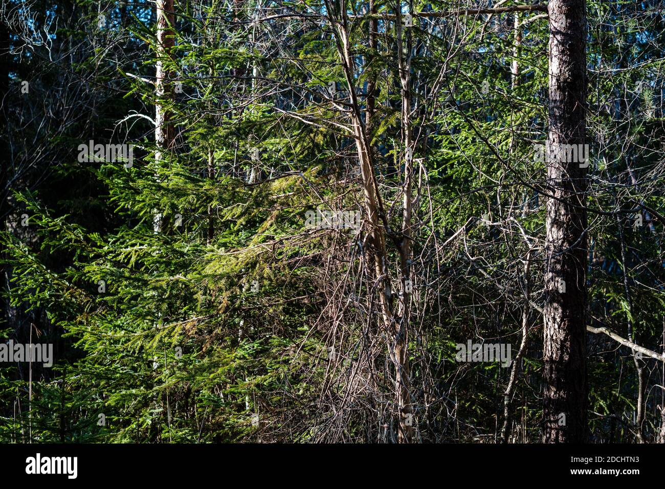 forest bushes in spring sunny day without leaves. natural texture chaos ...