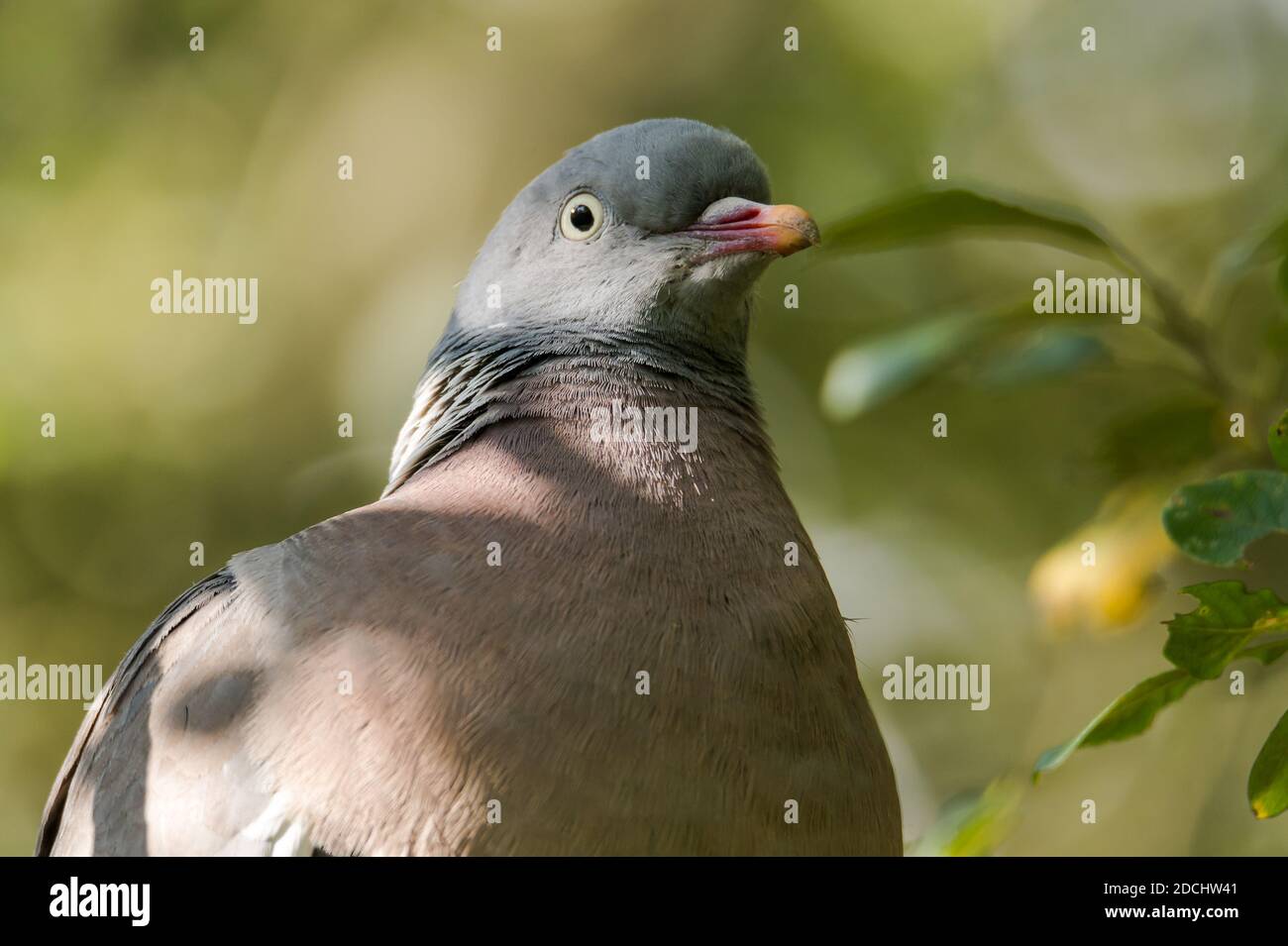 Buzzard With Pigeon High Resolution Stock Photography and Images - Alamy