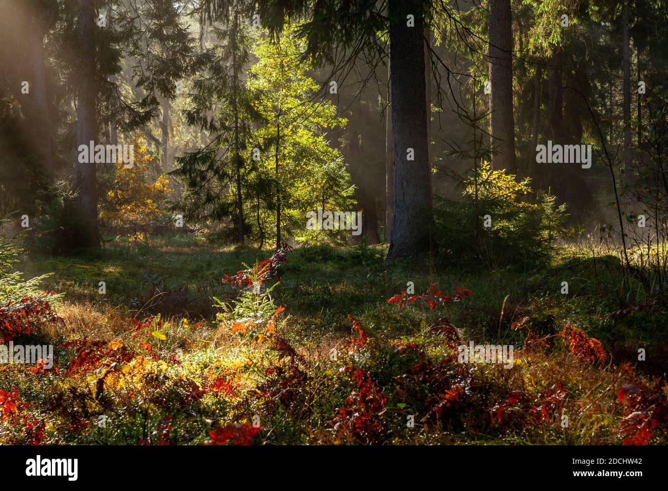 Warmia masuria quiet rest hi-res stock photography and images - Alamy