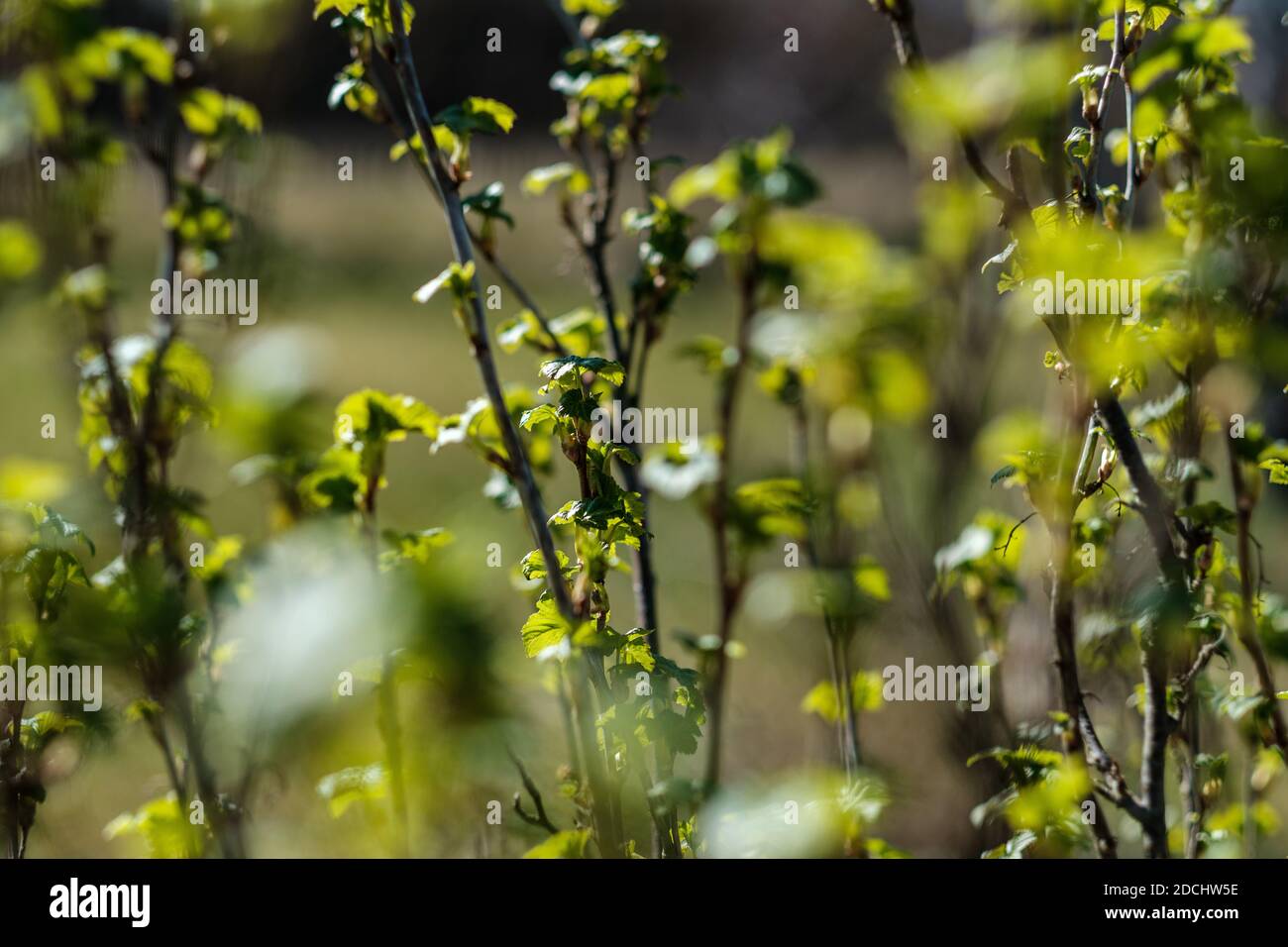 fresh spring leaves on bushes and trees with blooming flowers. blur ...