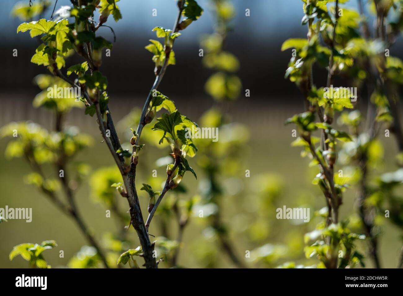 fresh spring leaves on bushes and trees with blooming flowers. blur ...
