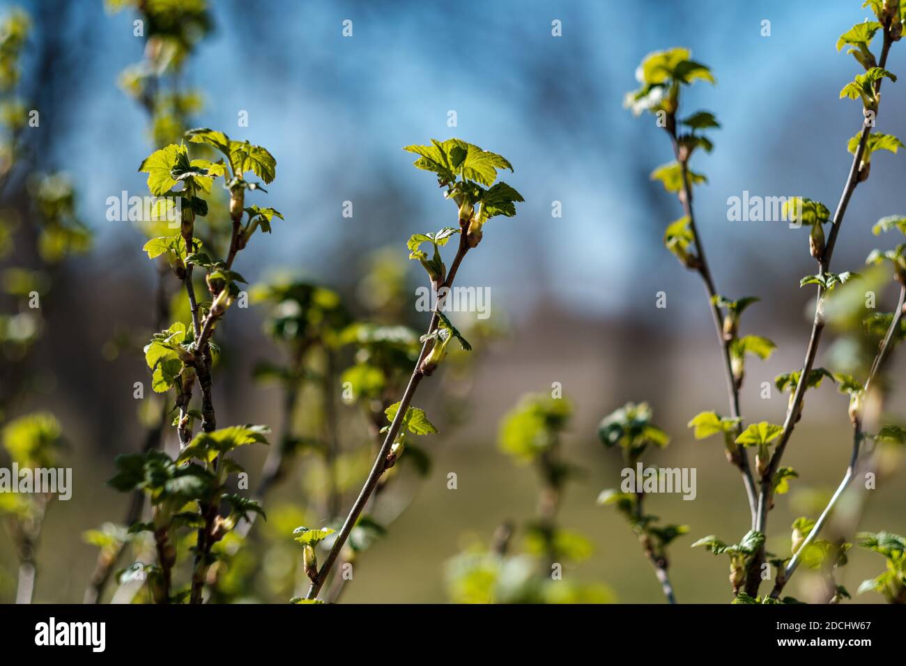 fresh spring leaves on bushes and trees with blooming flowers. blur ...