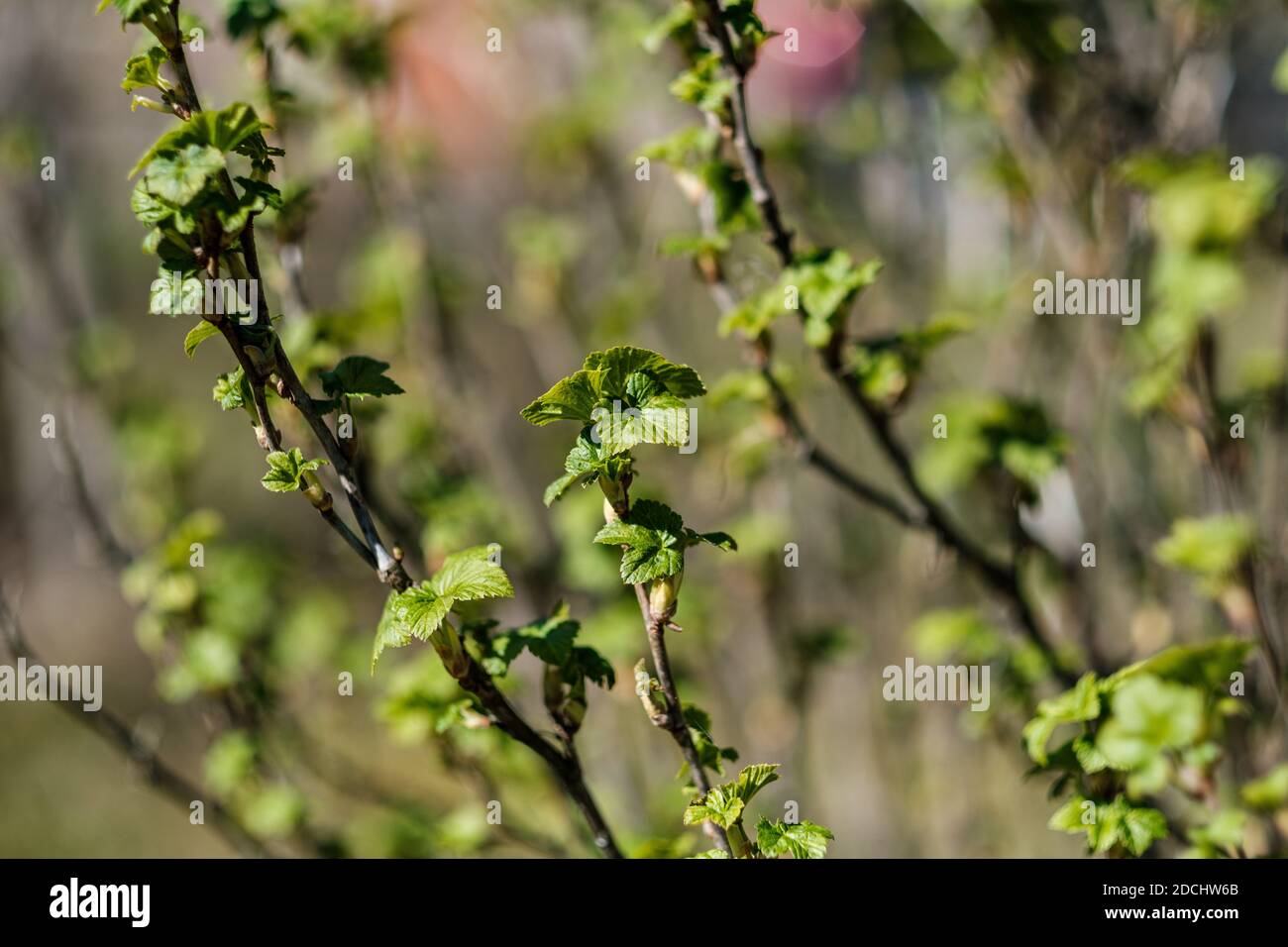 fresh spring leaves on bushes and trees with blooming flowers. blur ...