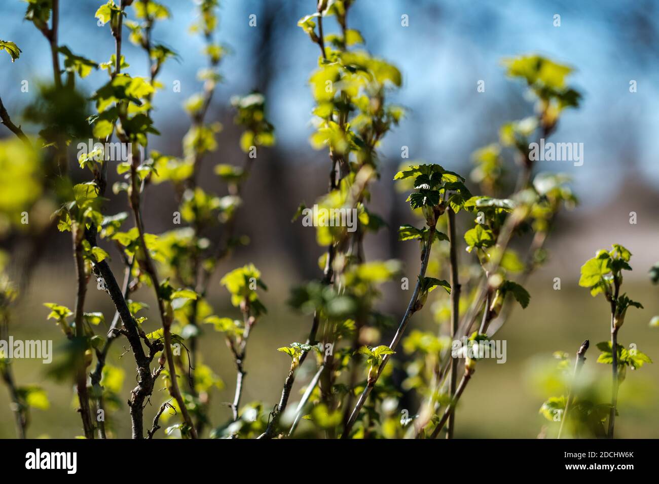 fresh spring leaves on bushes and trees with blooming flowers. blur ...
