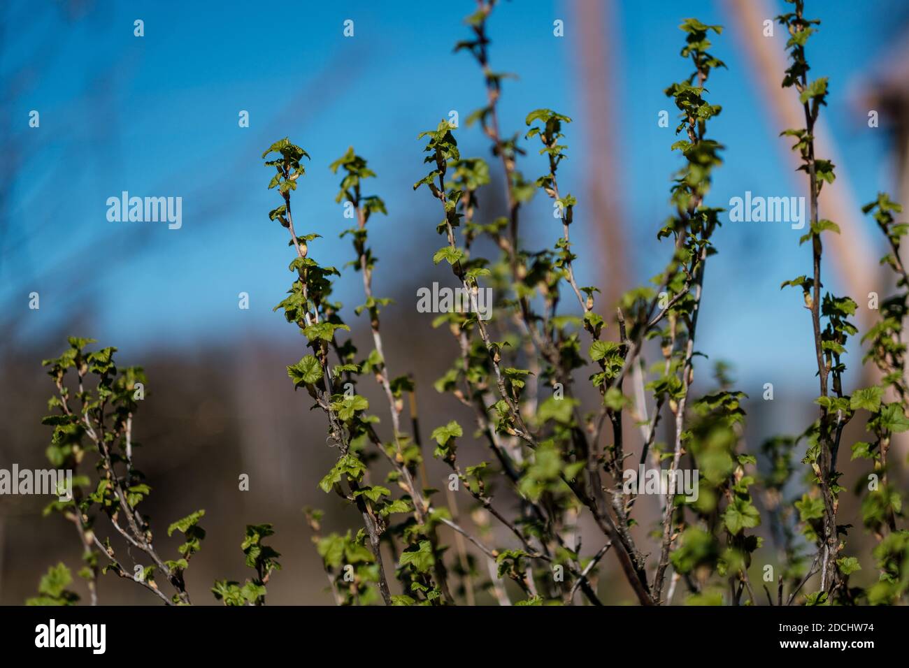 fresh spring leaves on bushes and trees with blooming flowers. blur ...