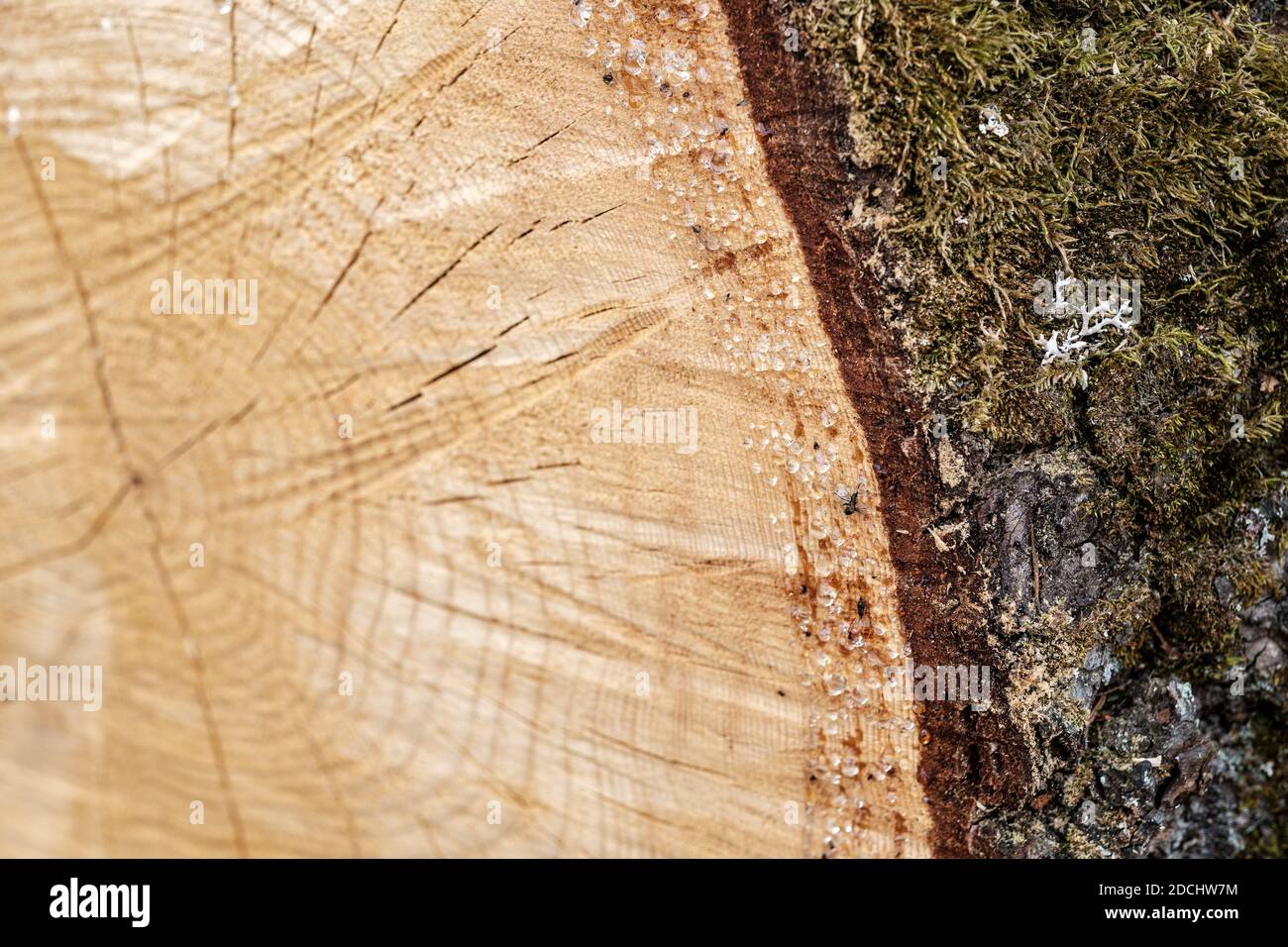 firewood log texture in nature. wood chaos pattern Stock Photo - Alamy