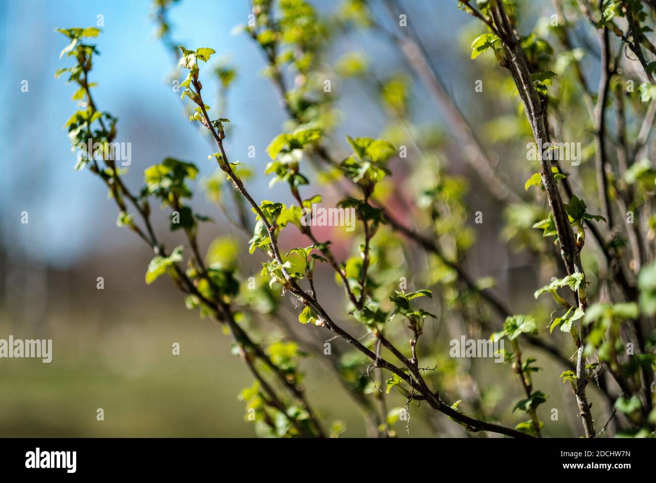 fresh spring leaves on bushes and trees with blooming flowers. blur ...