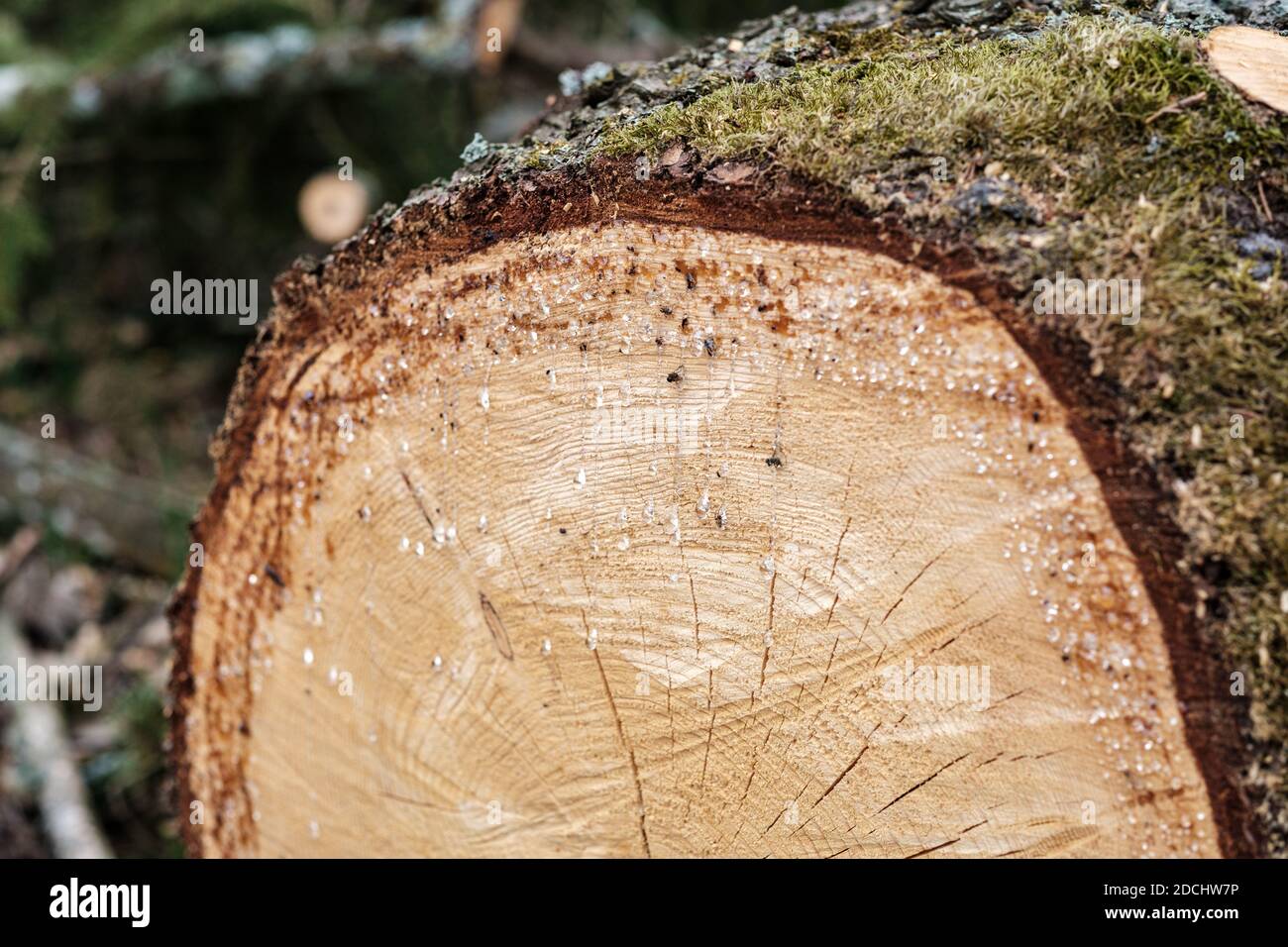 firewood log texture in nature. wood chaos pattern Stock Photo - Alamy