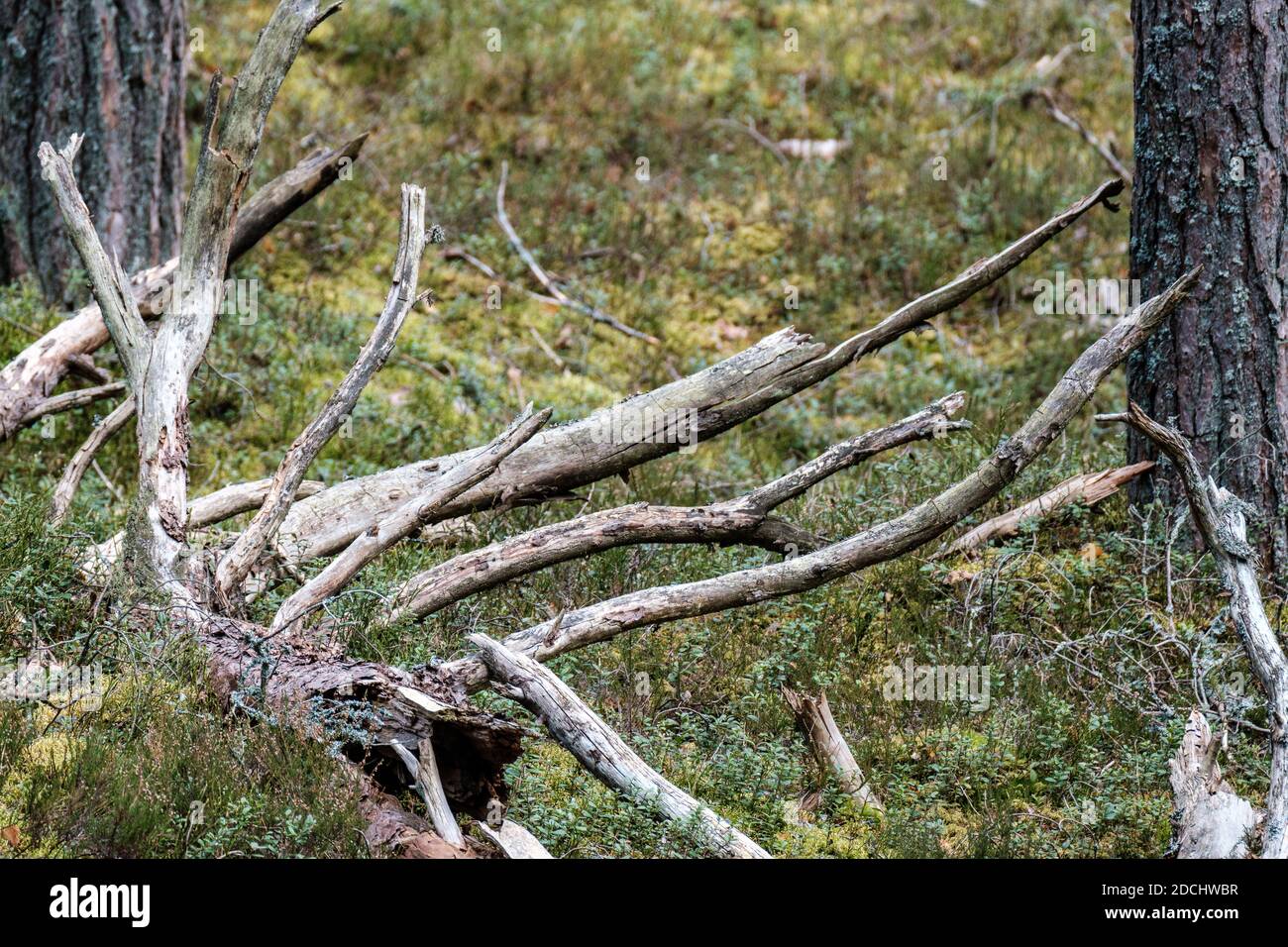 firewood log texture in nature. wood chaos pattern Stock Photo - Alamy
