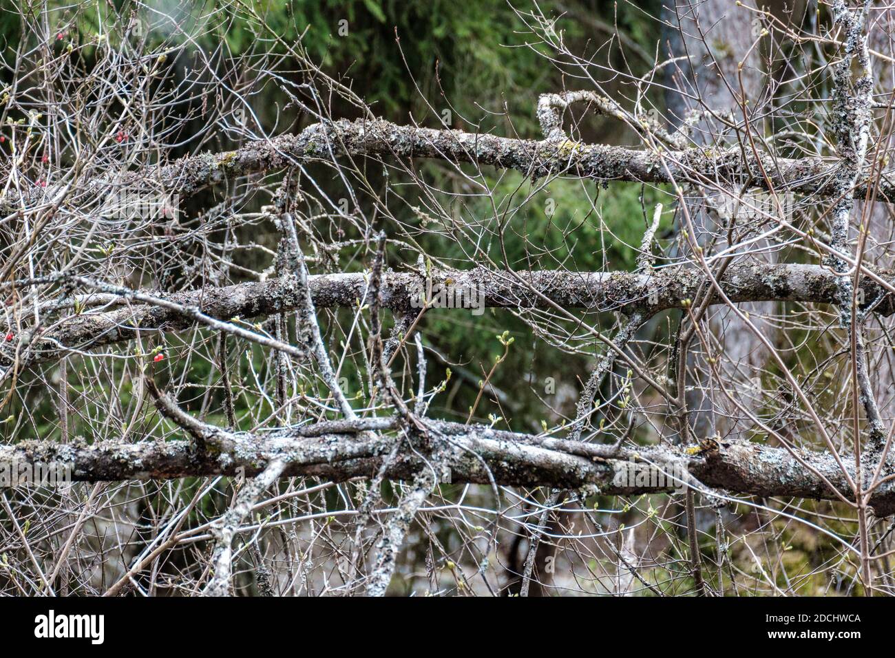 firewood log texture in nature. wood chaos pattern Stock Photo - Alamy