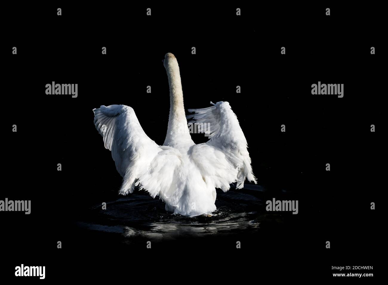 Flying white dove isolated on hi-res stock photography and images - Alamy
