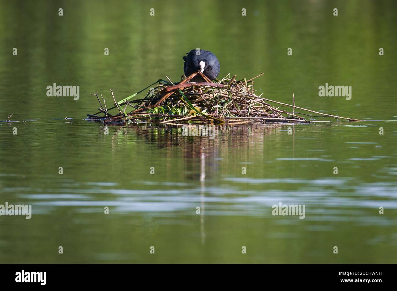 Mallard duck in swamp in hi-res stock photography and images - Alamy