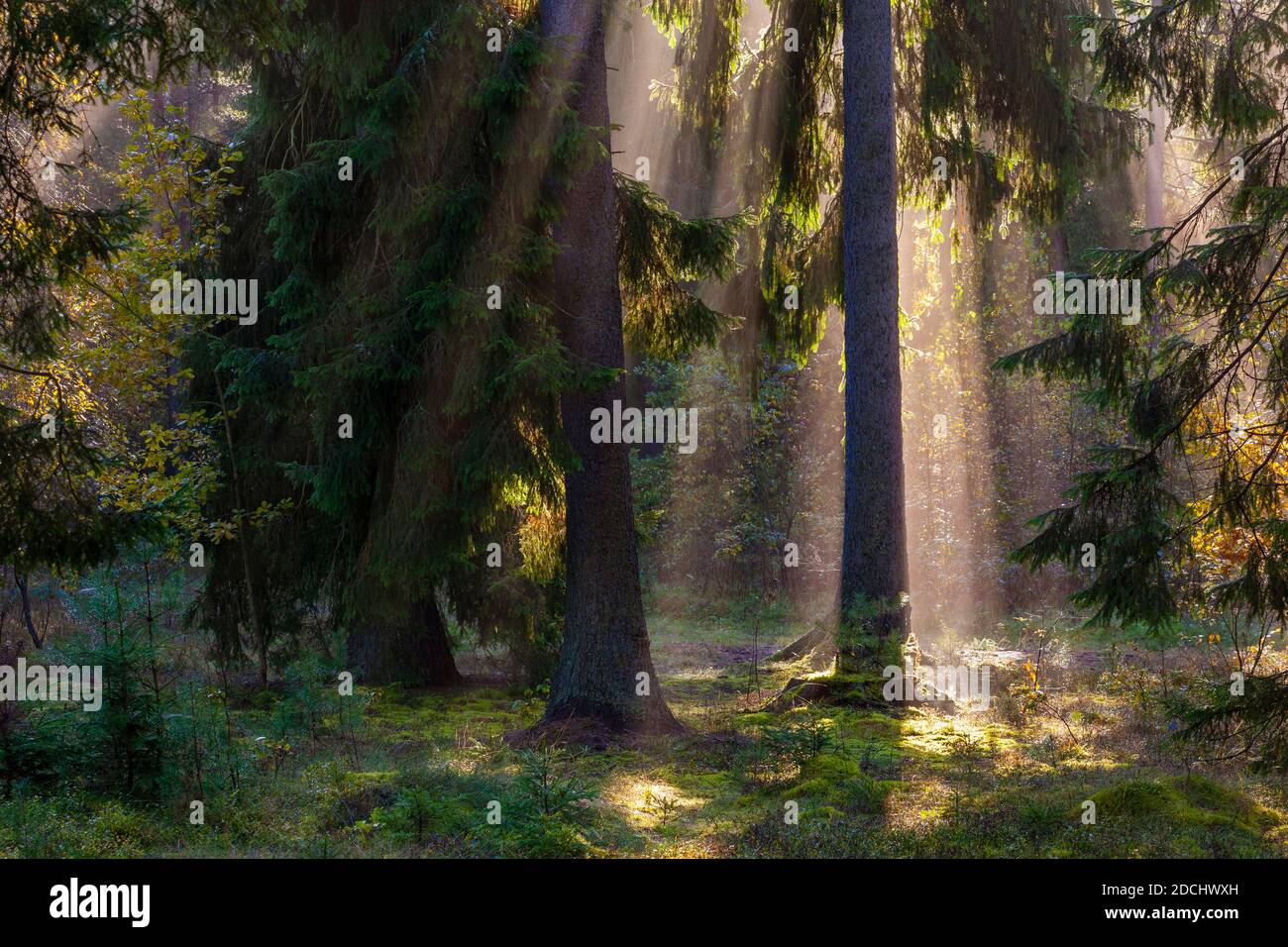 Warmia and Masuria, Poland Stock Photo - Alamy