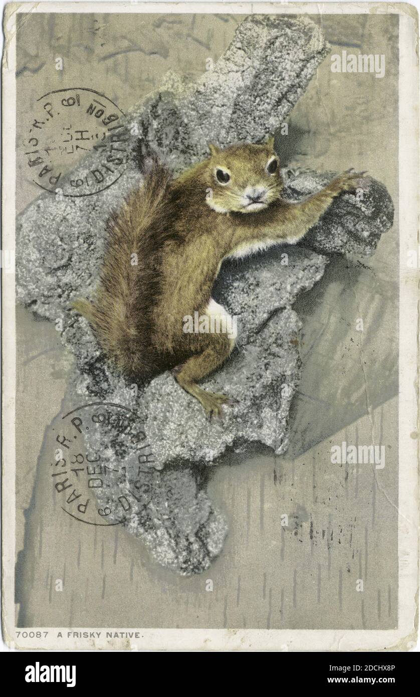 Frisky native hi-res stock photography and images - Alamy