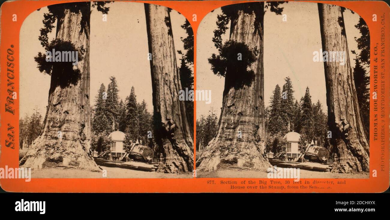 Section of the Big Tree, 30 feet in diameter, and House over the Stump ...