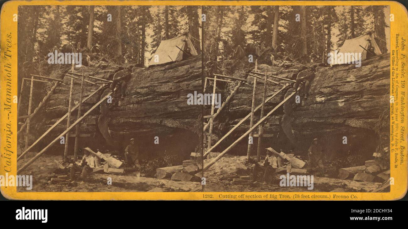 Cutting off section of big tree, (78 feet circum.) Fresno Co., still ...